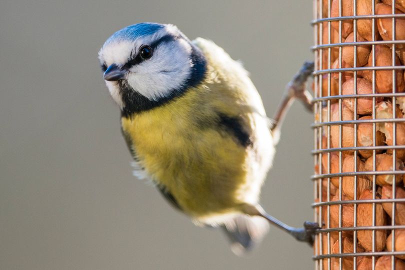 Feed birds in garden without attracting rats by placing 1 spice ...