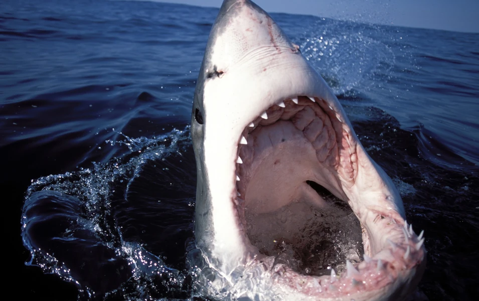 Rare great white sighting in Mediterranean stuns divers
