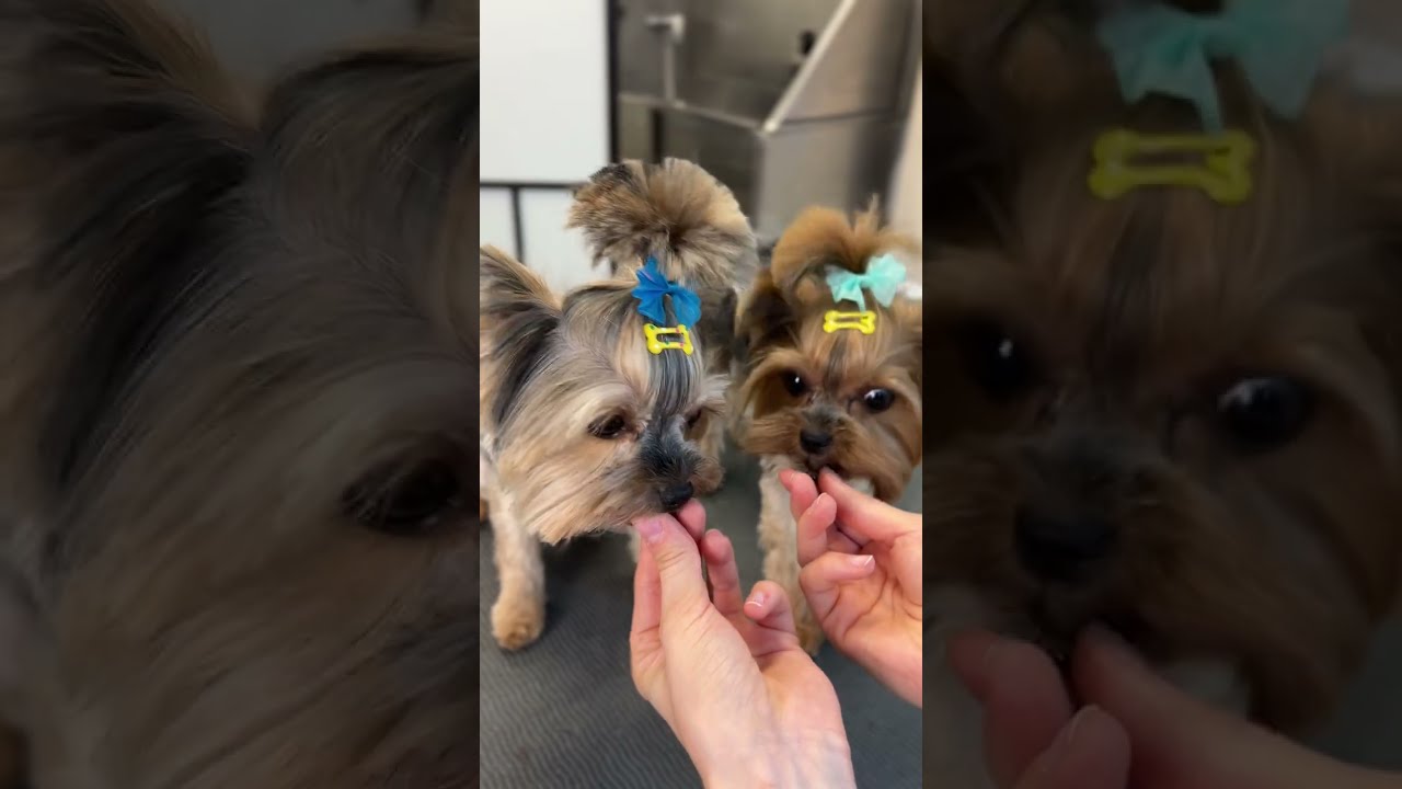 Yorkshire terrier grooming transformation: Step-by-step Yorkie haircut ...