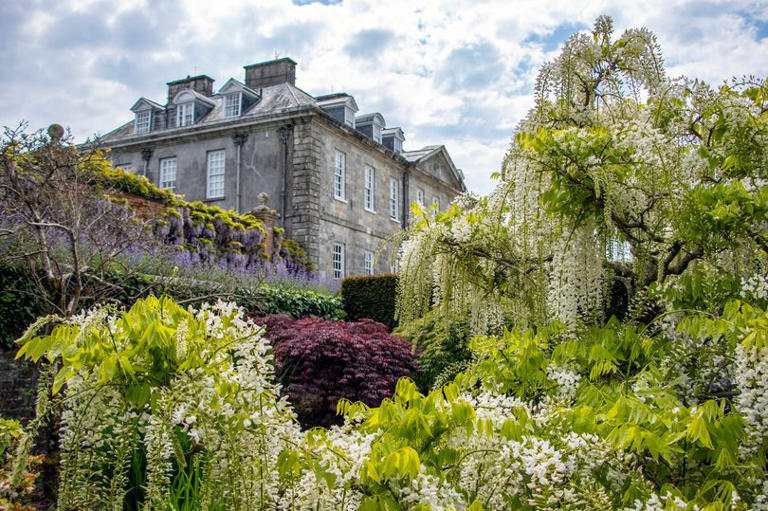 Secret Cornish garden with rare flowers to open for two weeks only