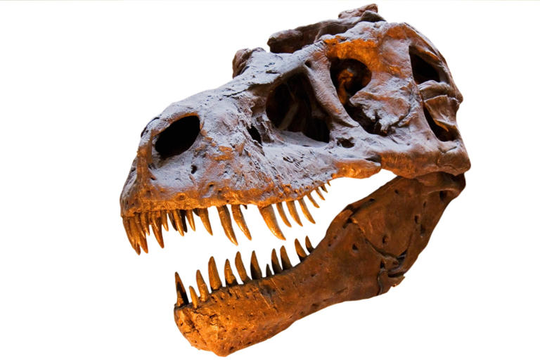 The secret behind the disproportionate limbs of the prehistoric T rex ...