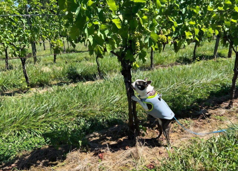Dogs uncover invasive pests that experts missed in real-world vineyard ...