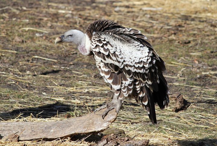 Sky kings: 10 birds that break altitude records