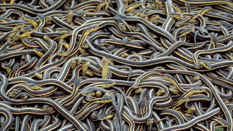 27 snake babies found in a water tank: What attracts snakes to homes ...