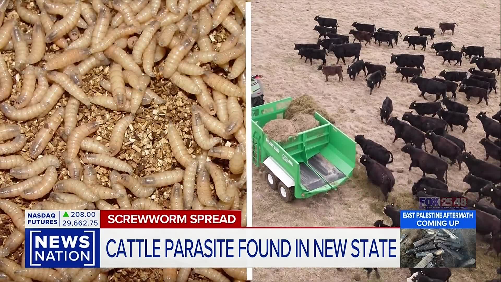 Cattle parasite found in new state