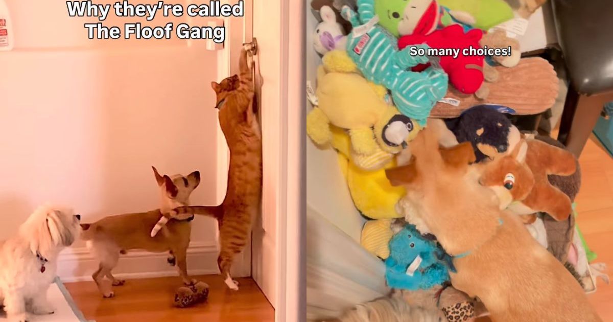 Dogs & cat join forces for adorable toy treasure hunt