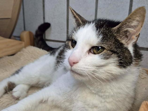„Einstein wurde nicht vermisst“: Kranker Kater wurde im Tierheim abgegeben