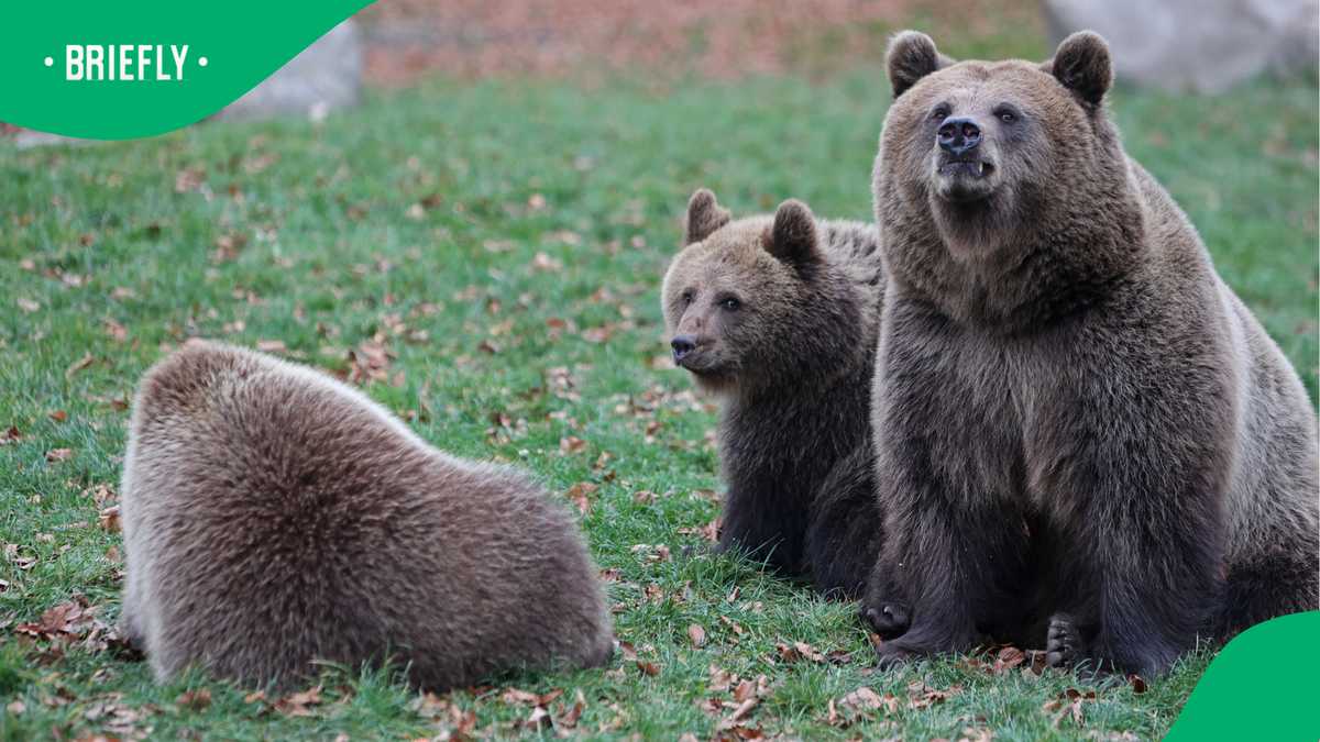 Viral mama bear encounter sparks debate after tourist gets too close to ...