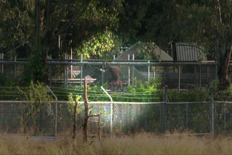 Beyond the barbed wire: Secret baboon facility under scrutiny
