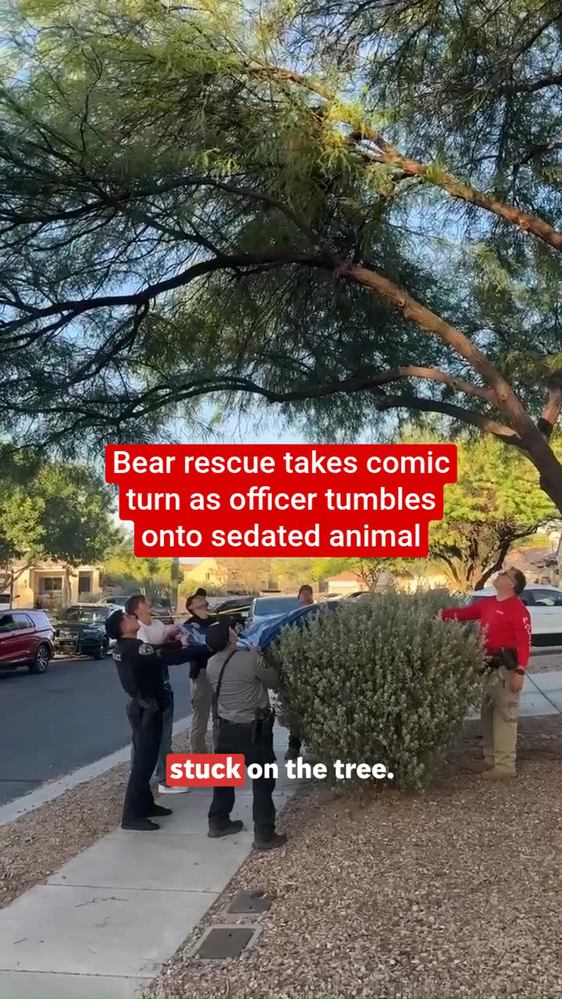 Bear rescue takes comic turn as officer tumbles onto sedated animal