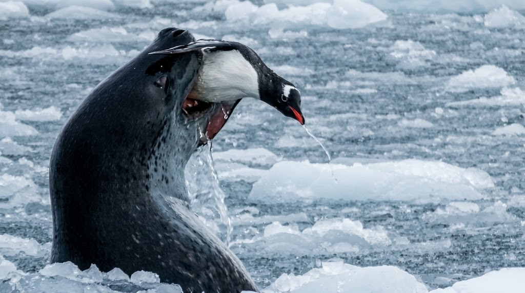 Watch what happens when Antarctica's most ruthless predator goes hunting