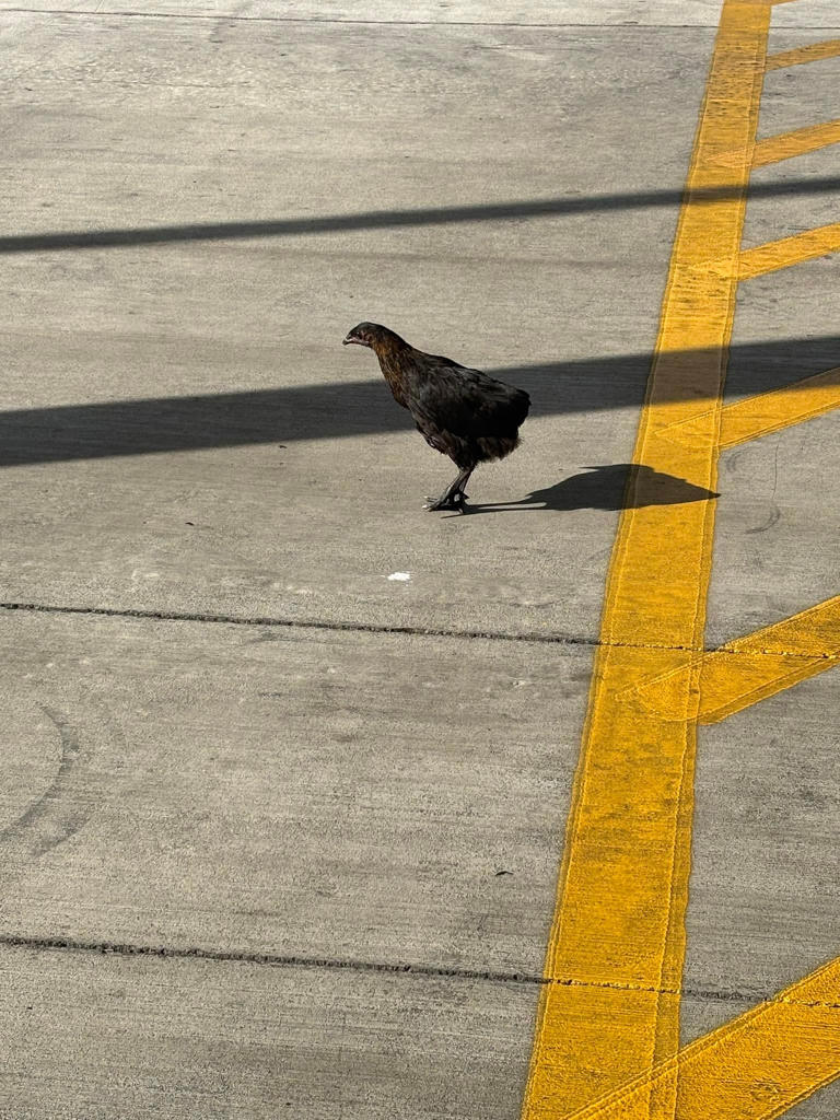 A chicken in the Chick-fil-A drive-thru? It happened in Olive Branch
