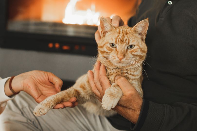 'Welfare' alert issued to owners with cats older than 12 'to avoid ...