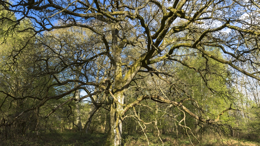 Ancient oaks and Earth's oldest life reveal hidden survival secrets