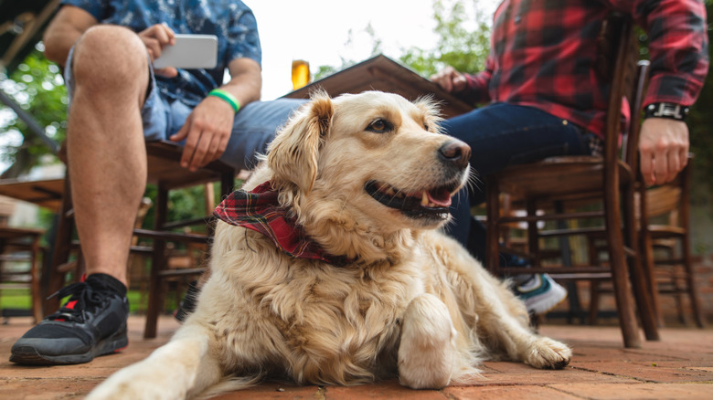 12 etiquette rules to keep in mind when bringing pets to a restaurant