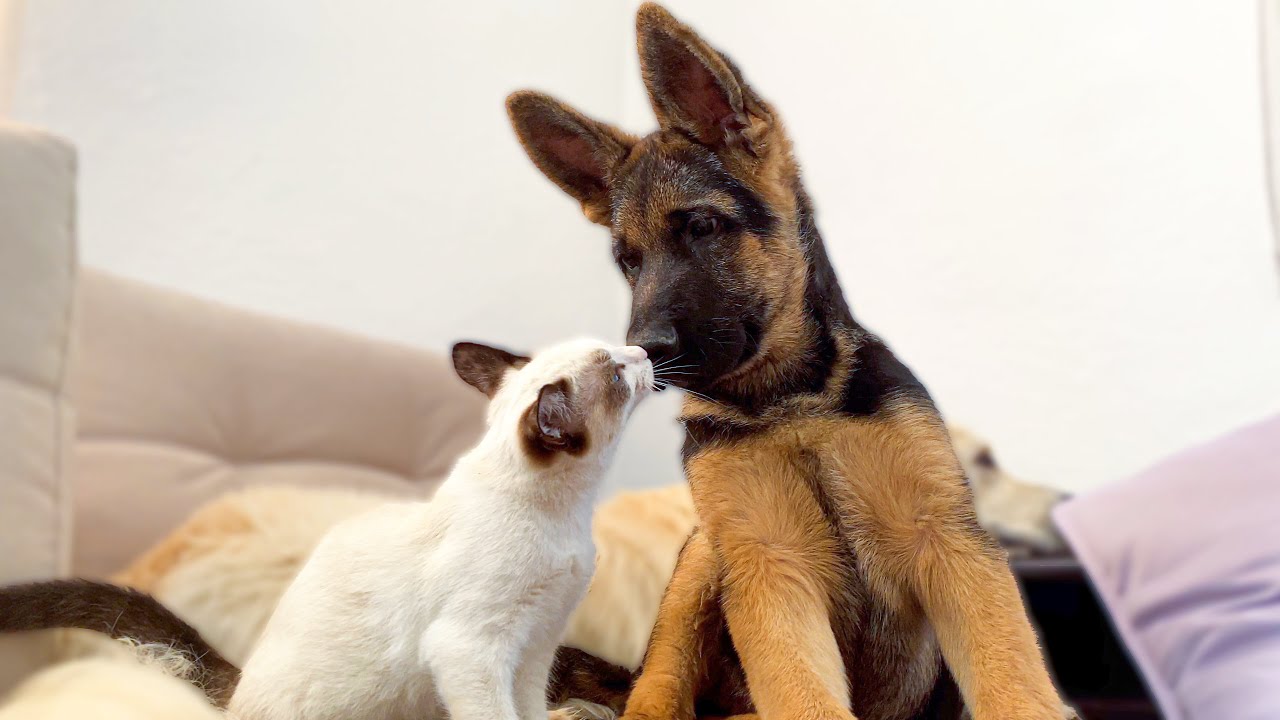 Duitse herder puppy deelt een lief moment met kitten