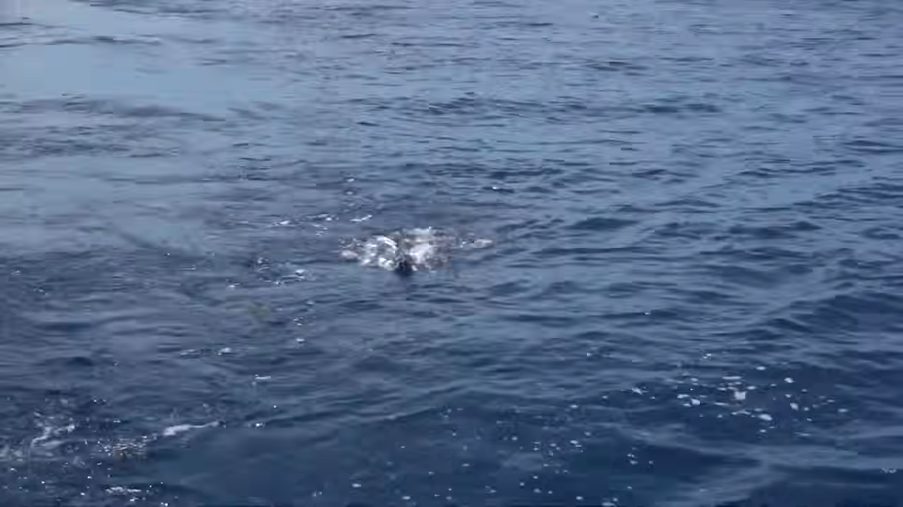 Reel starts screaming as mahi appear from nowhere