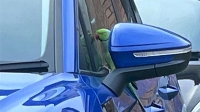Rogue parakeet carries out potentially unstoppable campaign of car damage