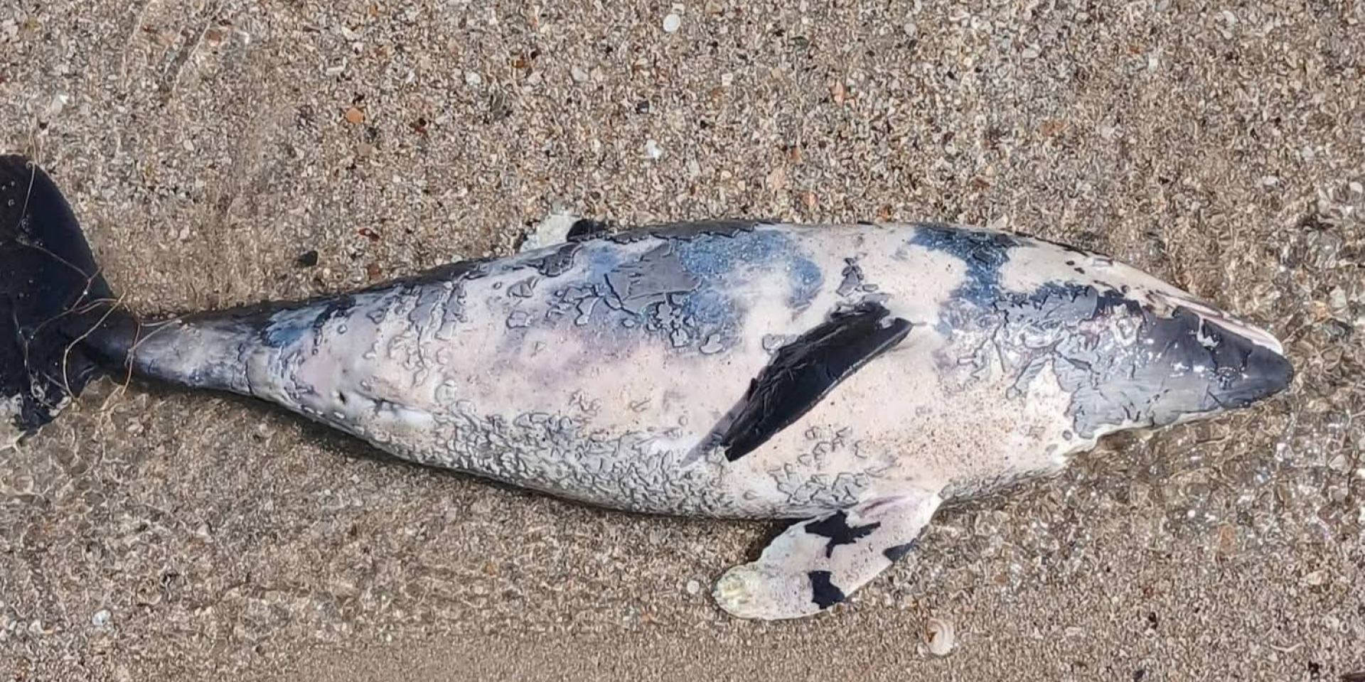 Nearly 40 dead dolphins wash ashore in Odesa Oblast as Russian ecocide ...