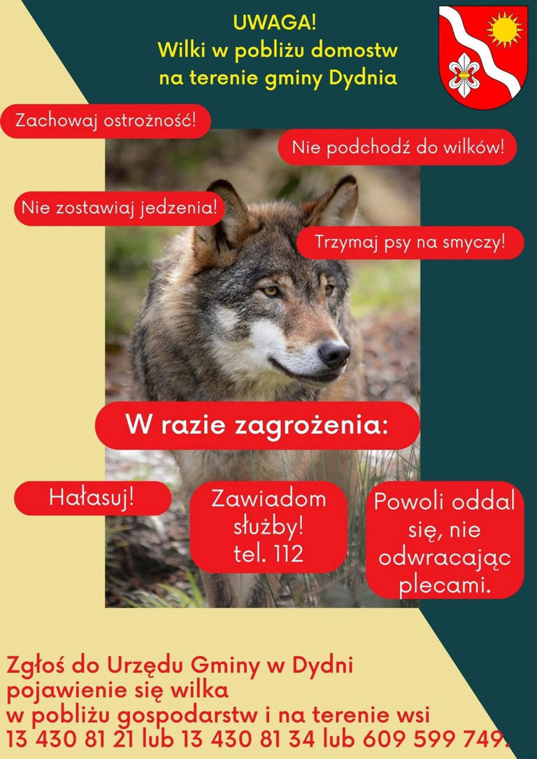 Wilk zaatakował i porwał psa z posesji. Na podwórku było malutkie dziecko