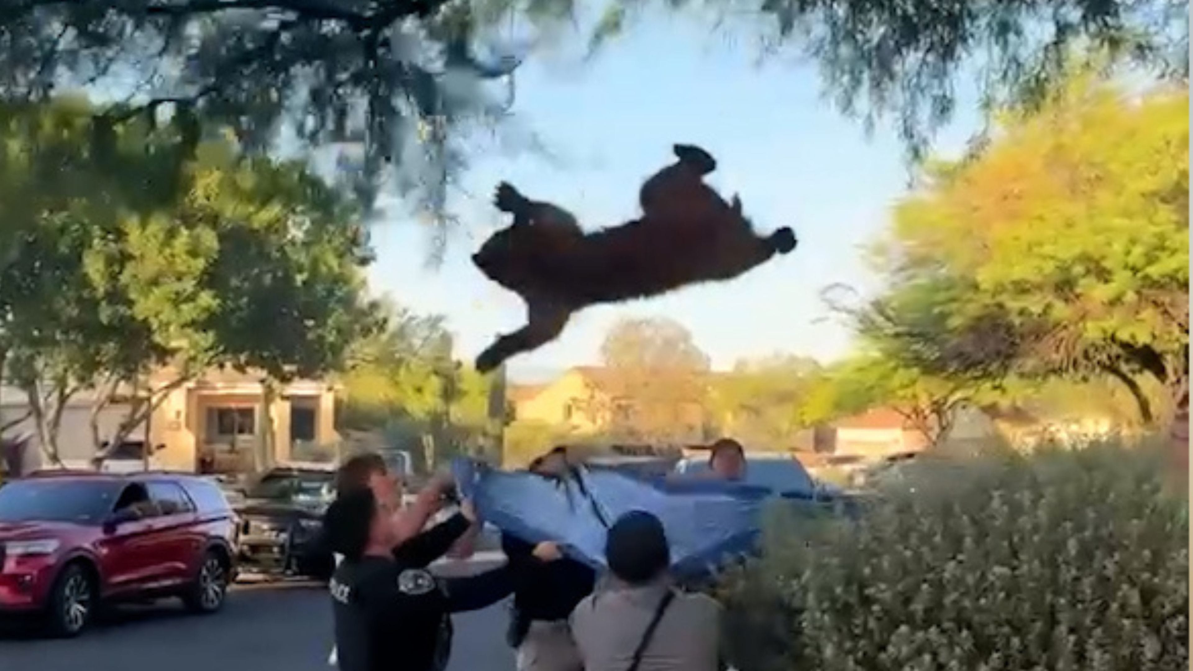 Tranquilized bear caught in tarp after climbing Arizona tree