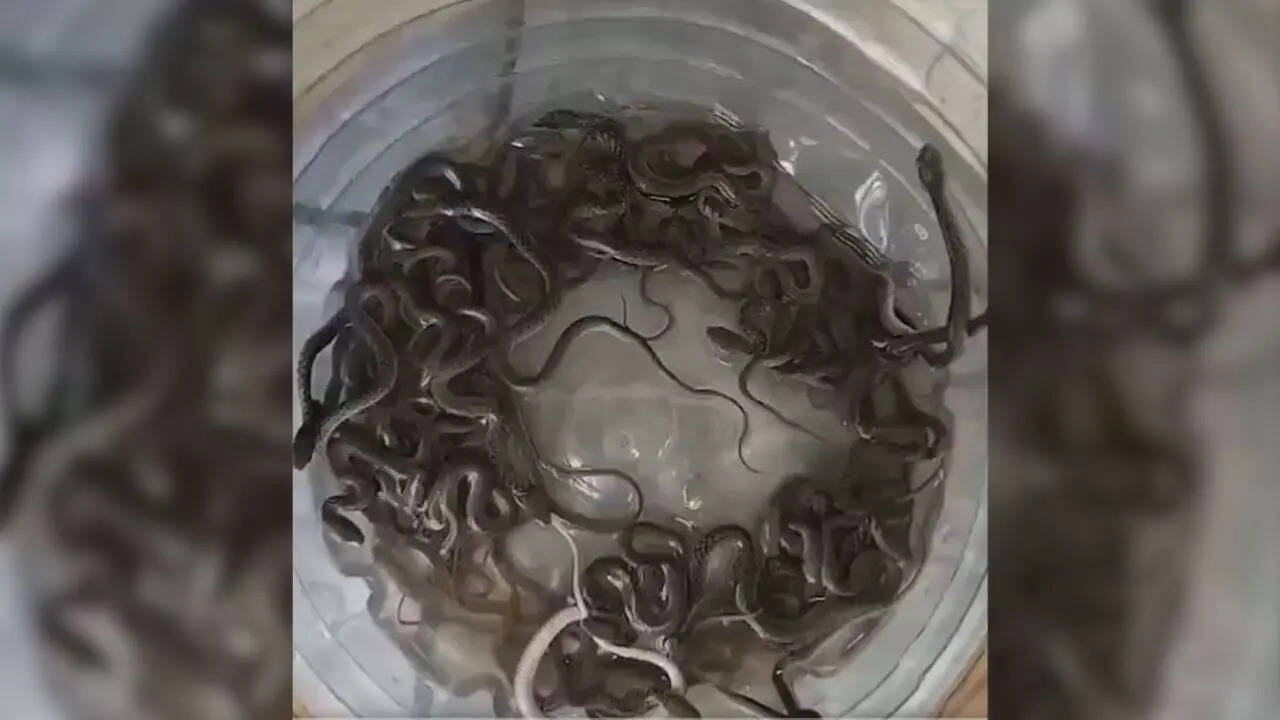 Haridwar family checks water tank, finds 27 baby snakes inside | WATCH