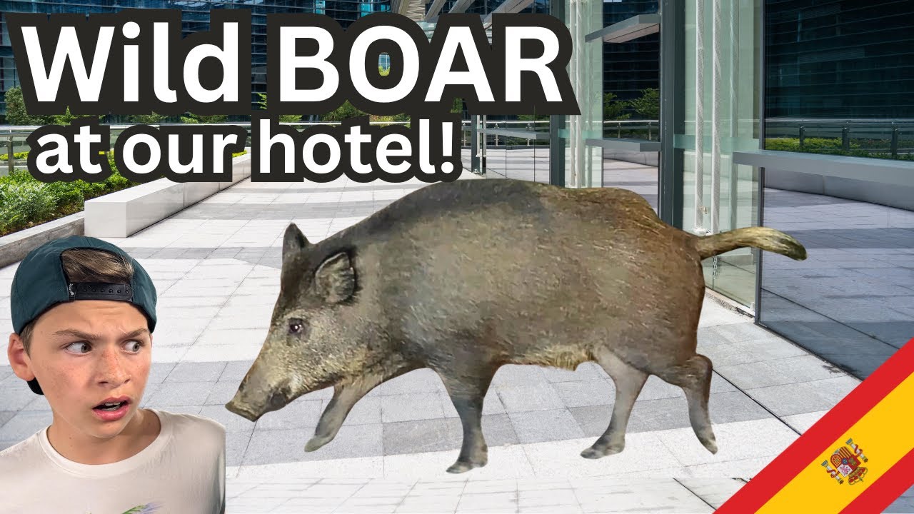 A wild boar suddenly appeared inside the family’s hotel area