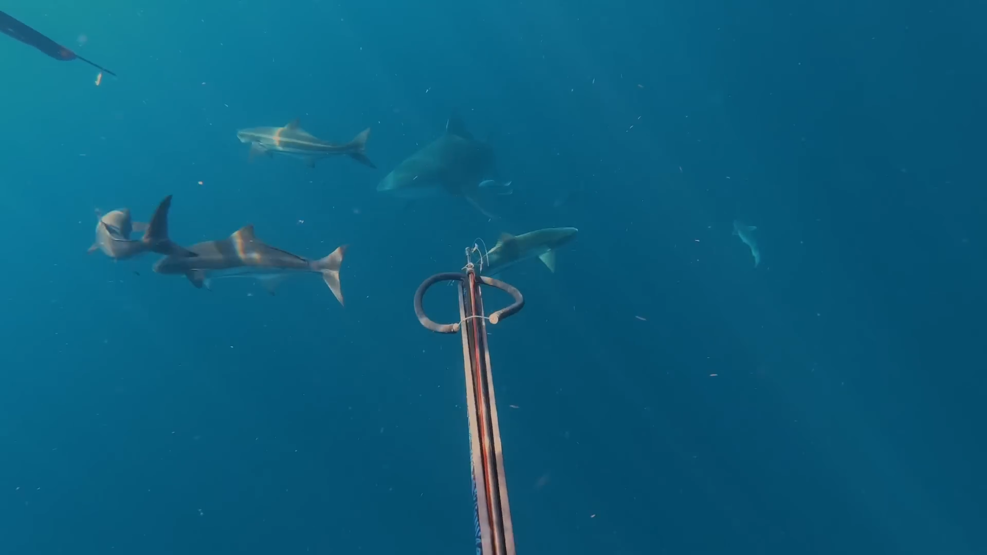 Massive bull sharks surrounded us - then we started shooting fish