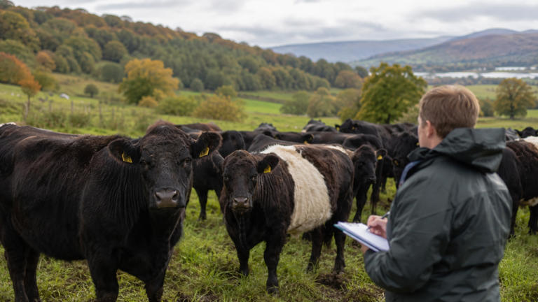 271 cattle to be slaughtered after traceability breach discovered on ...