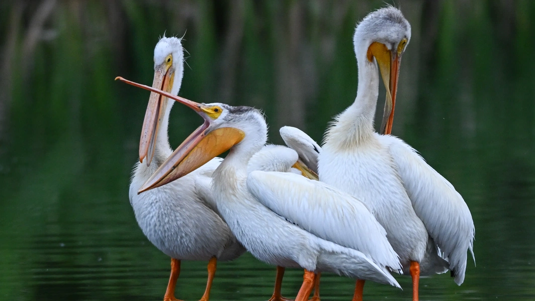 Pelican facts every nature fan should know