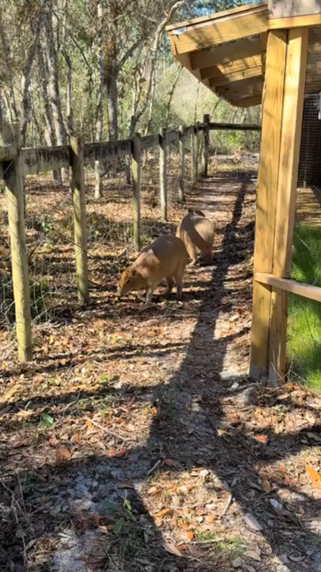 What makes Cheesecake the capybara a unique housemate