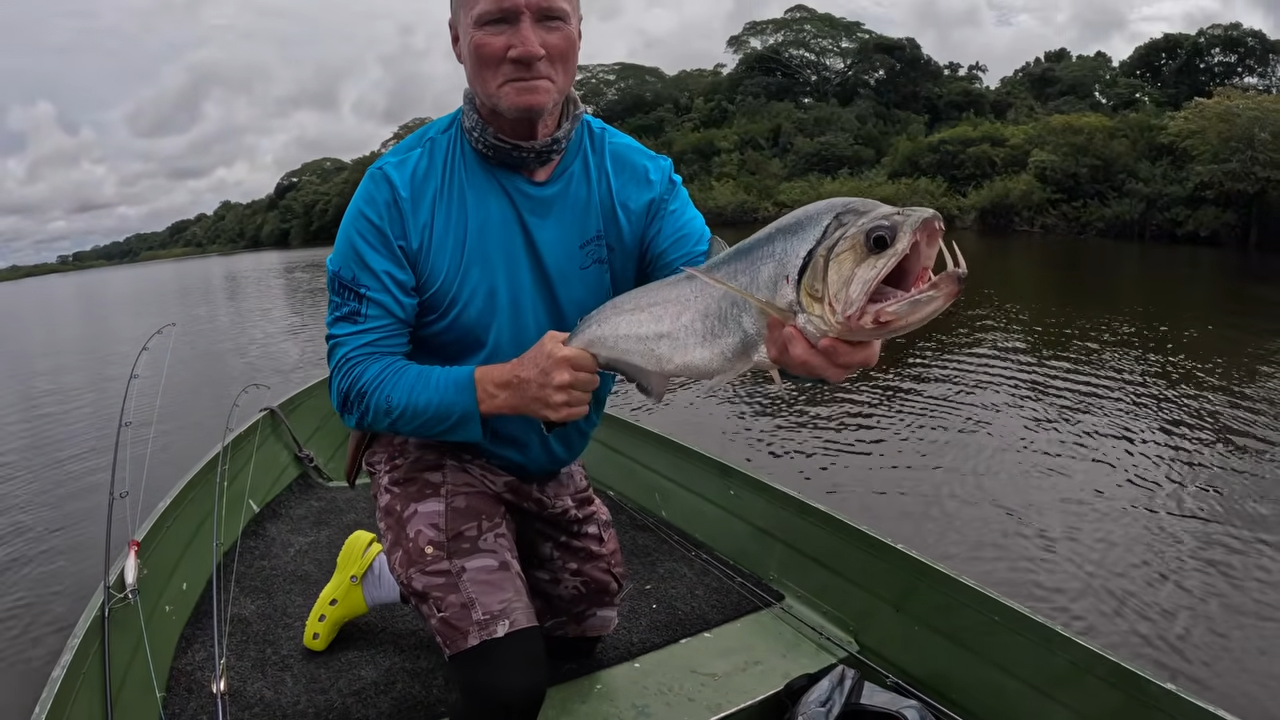 They thought the river was empty... then a monster payara with knife ...