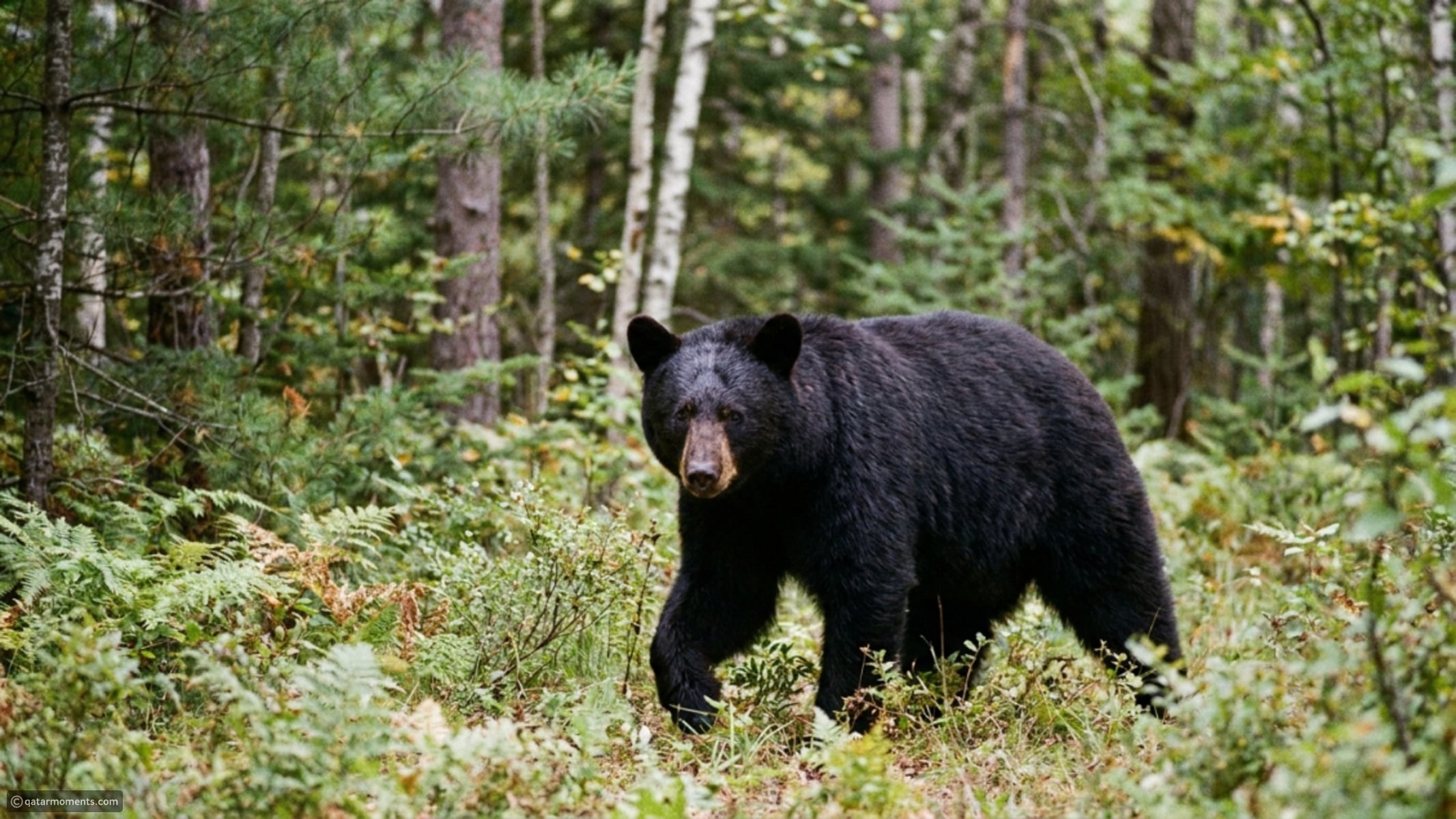 12 US states with surprisingly large black bear populations