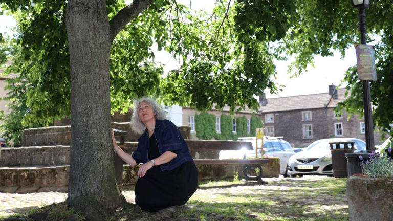 Value of trees in council's healthy spaces plan
