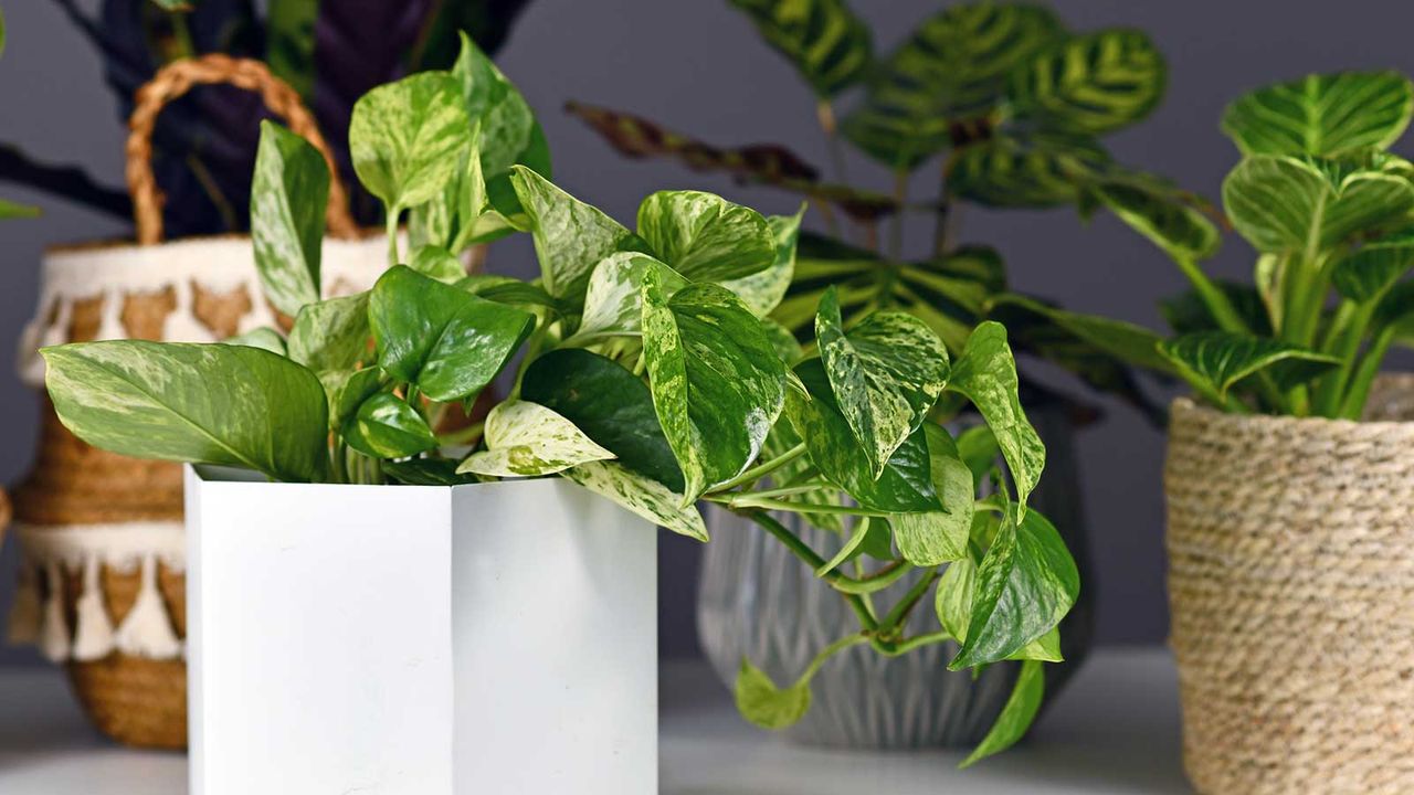 What your pothos needs in June for longer, brighter vines: 3 tasks to ...
