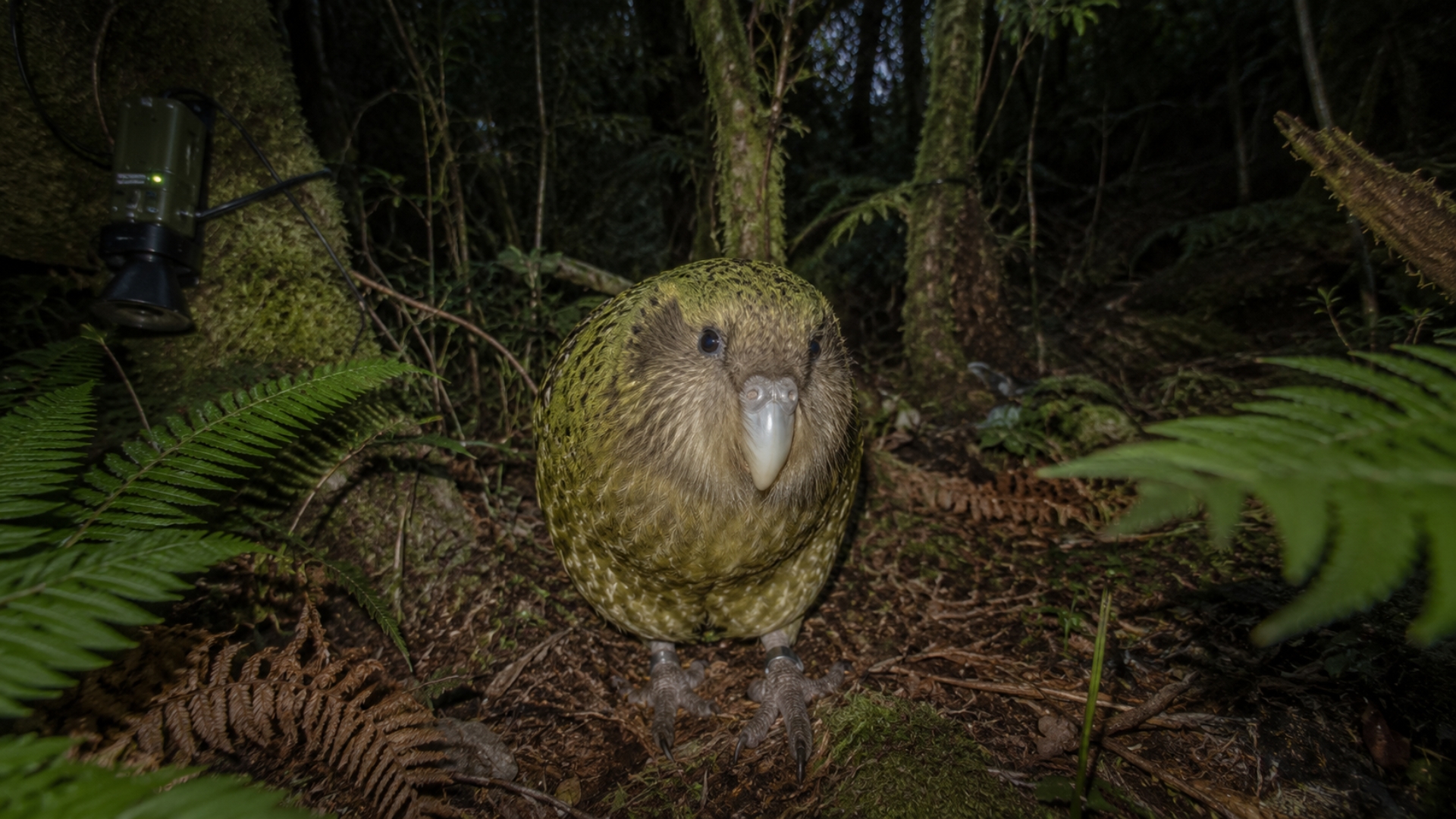 Le kakapo peut-il survivre sans aide humaine ? Les conservationnistes ...