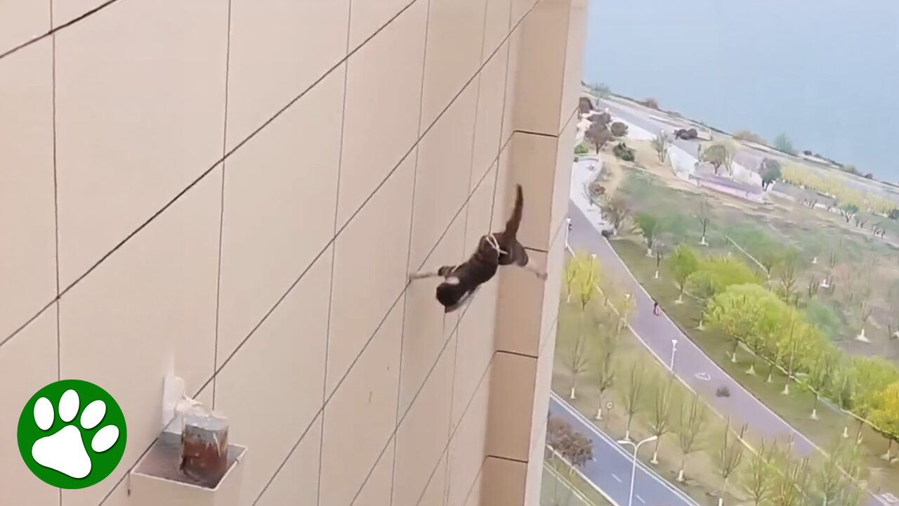 Fearless women rescue cat from rooftop edge 🙏