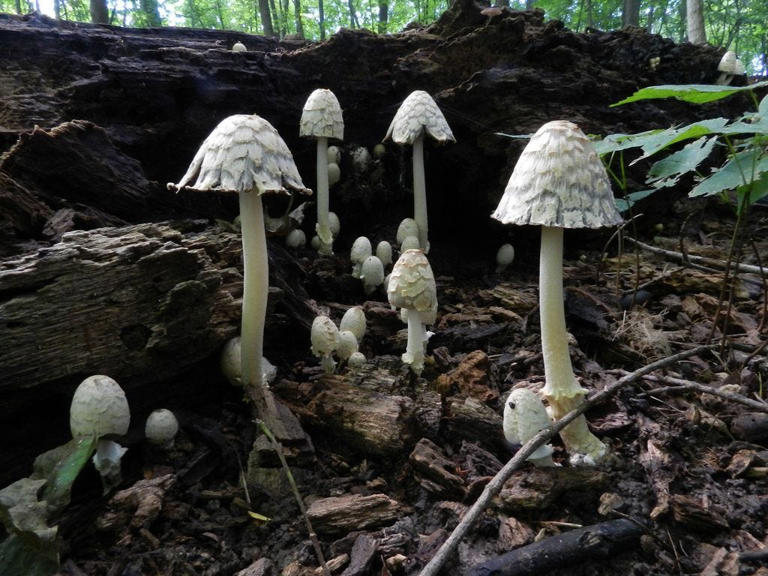 Duke researchers study fungi adapting to heat as health risks grow