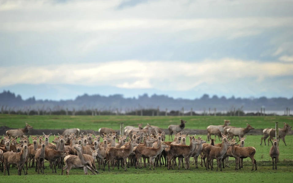 300kg sambar deer sighting sparks urgent alert in SA
