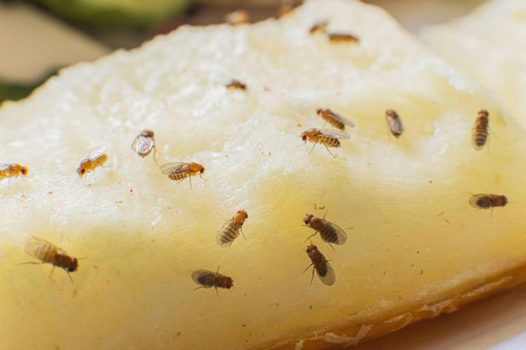 I got rid of fruit flies for good using 2 kitchen cupboard staples