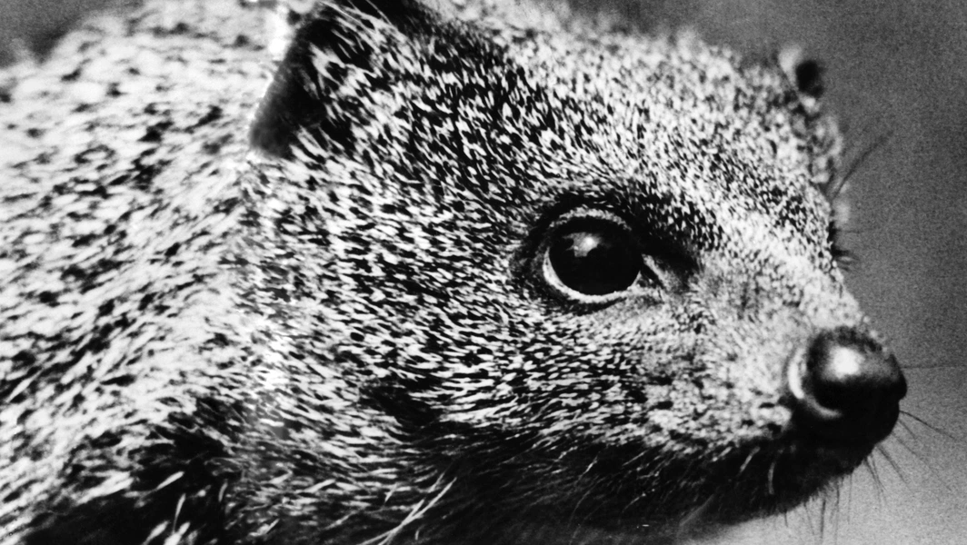 When cute predators turn into ecosystem wreckers