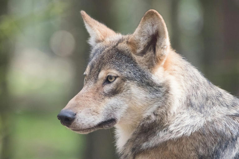 Wilk zaatakował i porwał psa z posesji. Na podwórku było malutkie dziecko