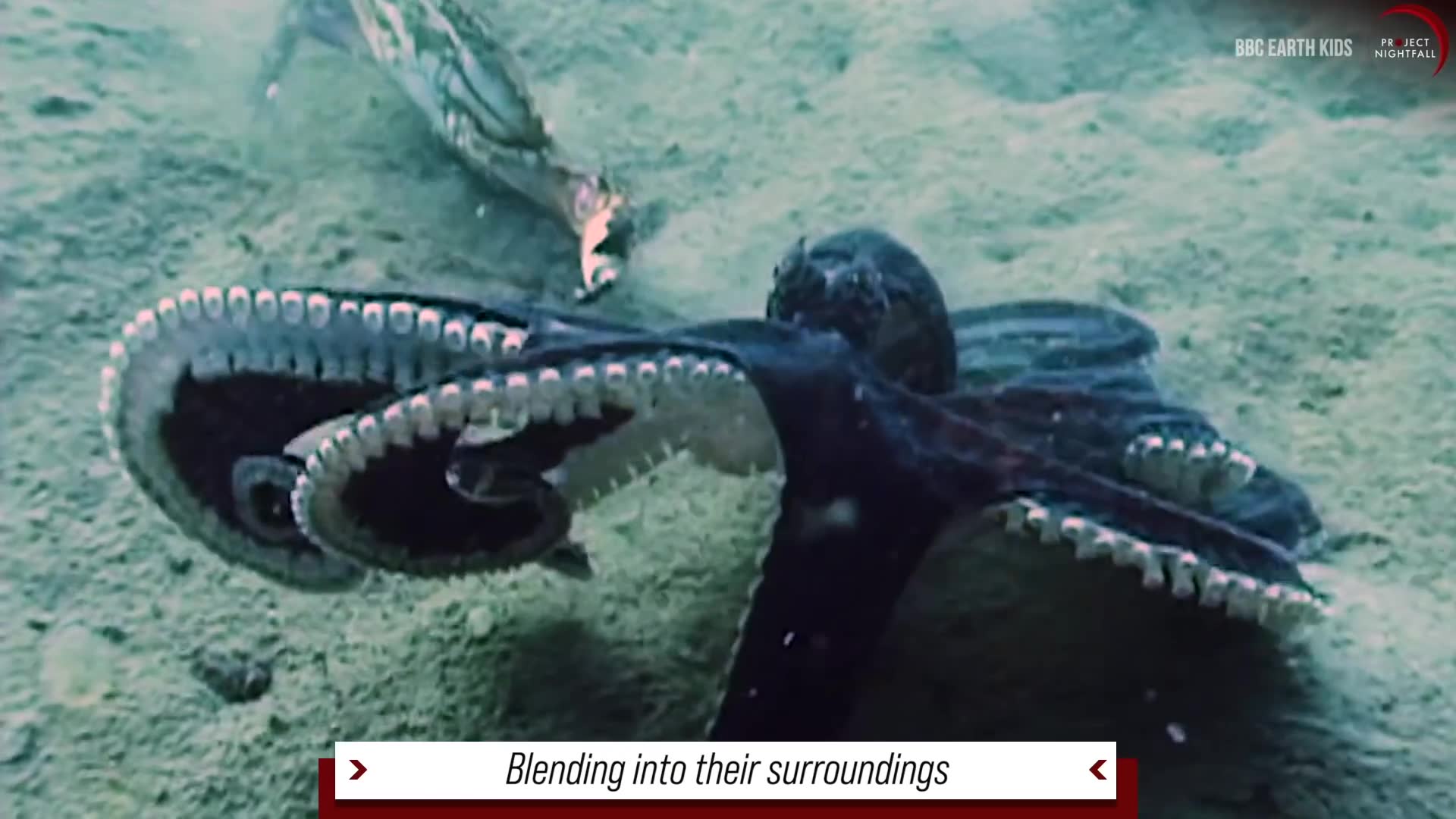 This strange sea alien can be as smart as humans