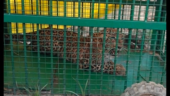 Leopard trapped after five-month chase in Dudhwa buffer zone