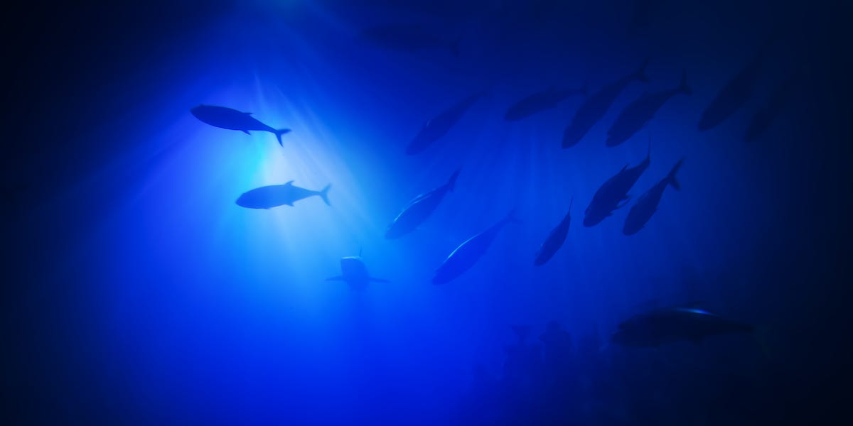 This fish species has existed for 100,000 years. Every single one of ...
