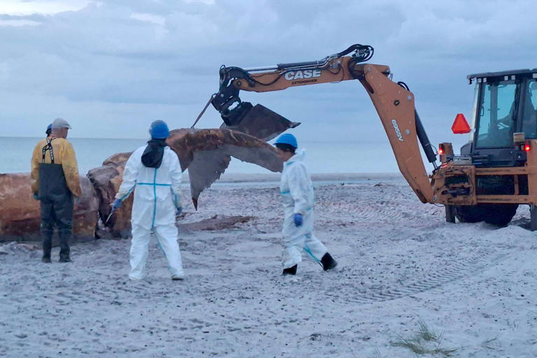 Vom Strand zur Fabrik: So wird Buckelwal „Timmy“ zu Biodiesel und Biomasse