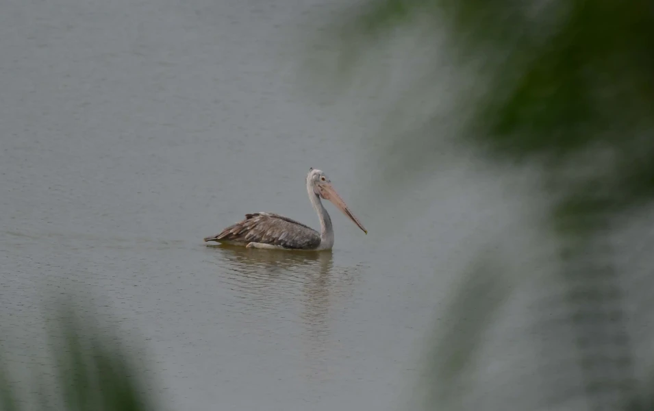 Pelican facts every nature fan should know