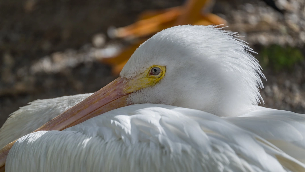 Pelican facts every nature fan should know