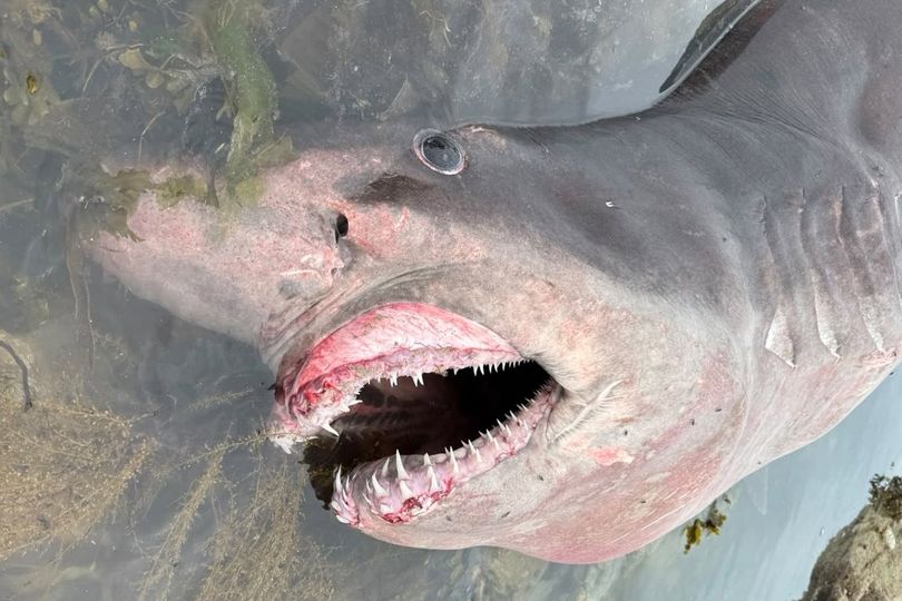 Mystery as monster 14ft shark washes up on UK shore - with scientists ...