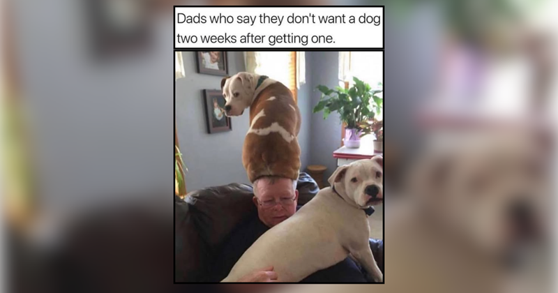 25 downright delightful dog memes for dog dads indulging in ...